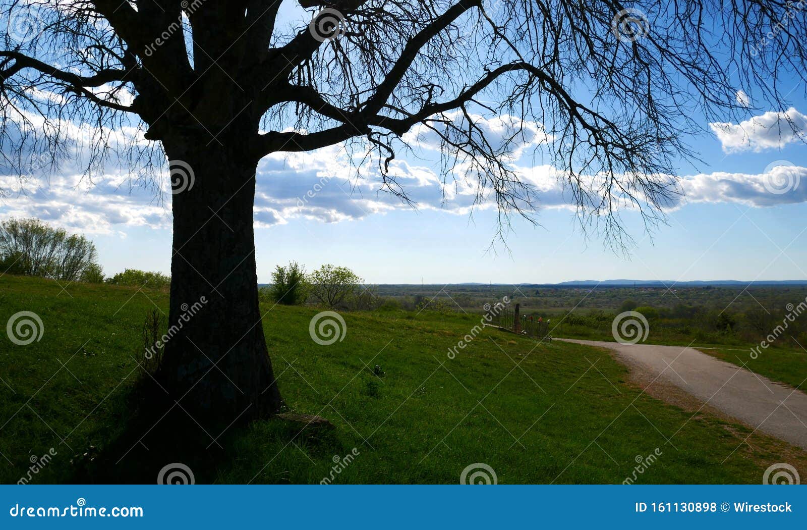 Big Leafless Tree on a Grassy Hill Near Pathway with a Blue Cloudy Sky ...