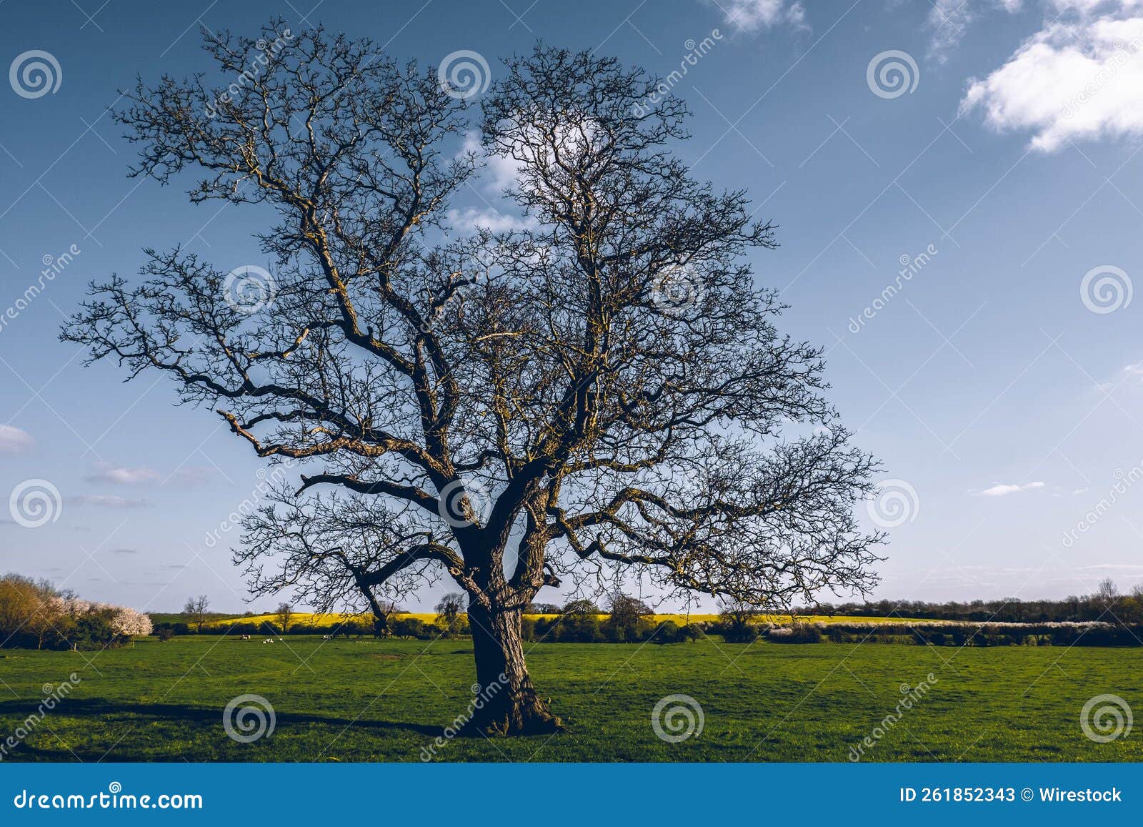 Big Leafless Tree in a Green Field Stock Image - Image of grass ...