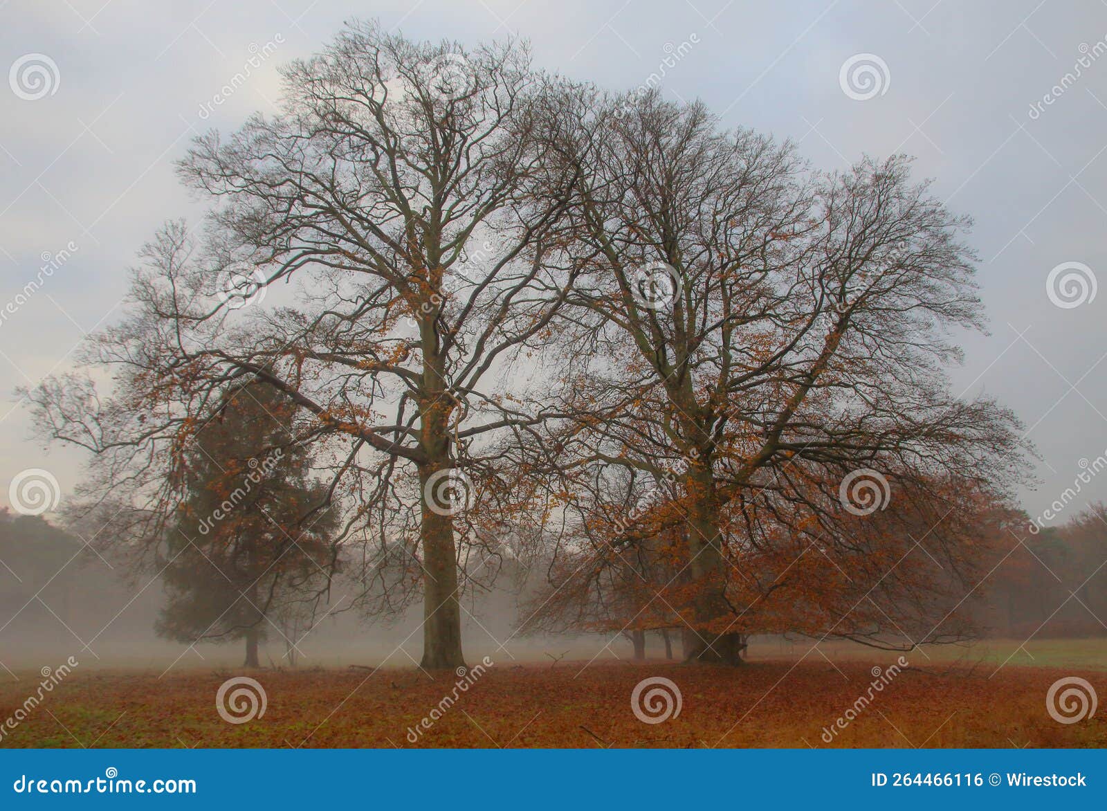 Big Leafless Trees with Extensive Branches Captured in a Foggy Park ...
