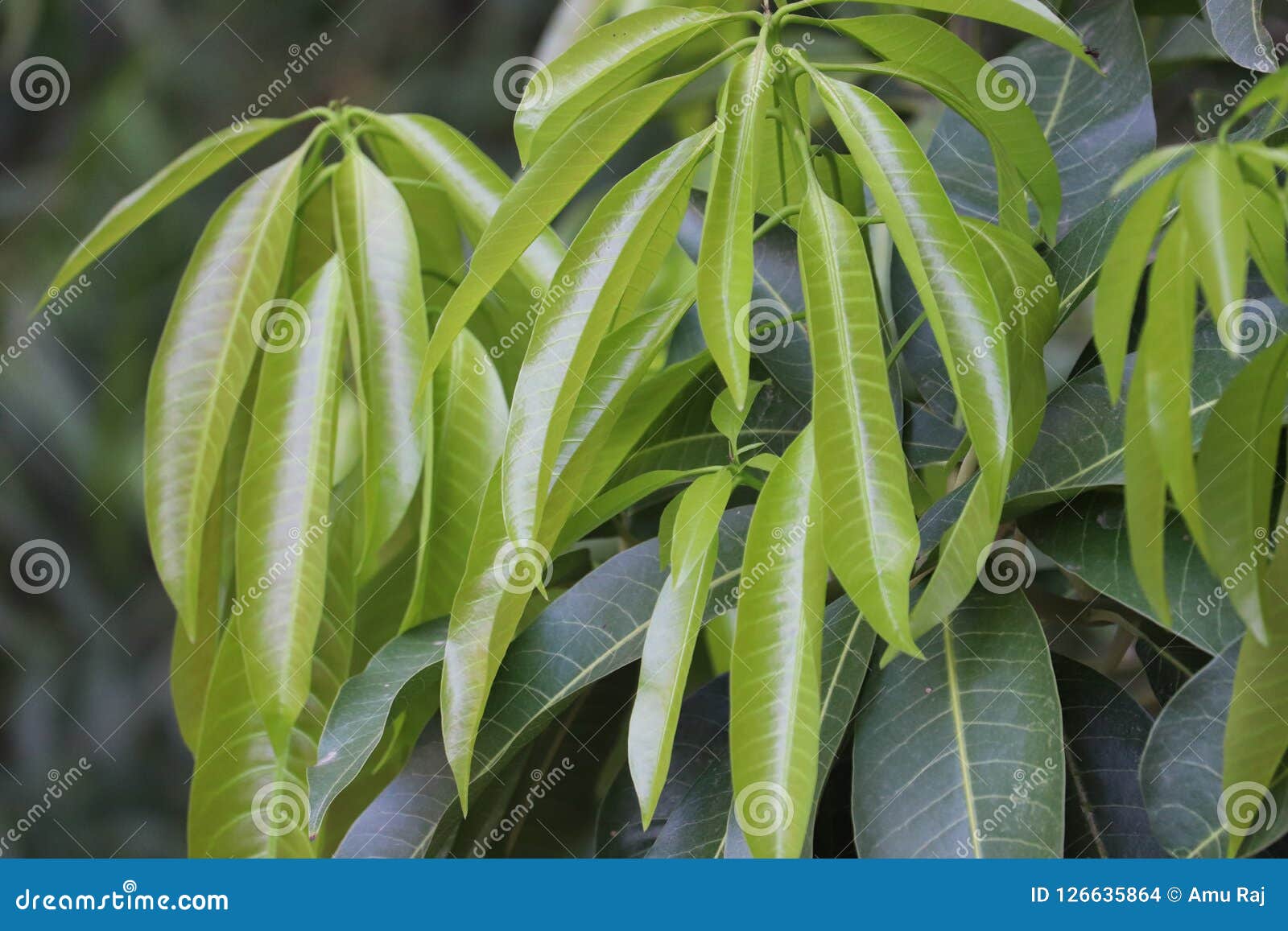 Indian Leafs Of The Bel Tree (bel Patra) Which Is The Favorite Tree Of ...