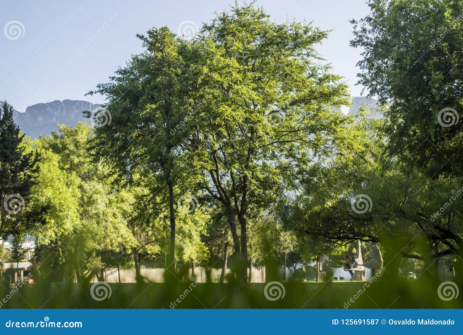 Big leafy tree. stock image. Image of backgrounds, green - 125691587