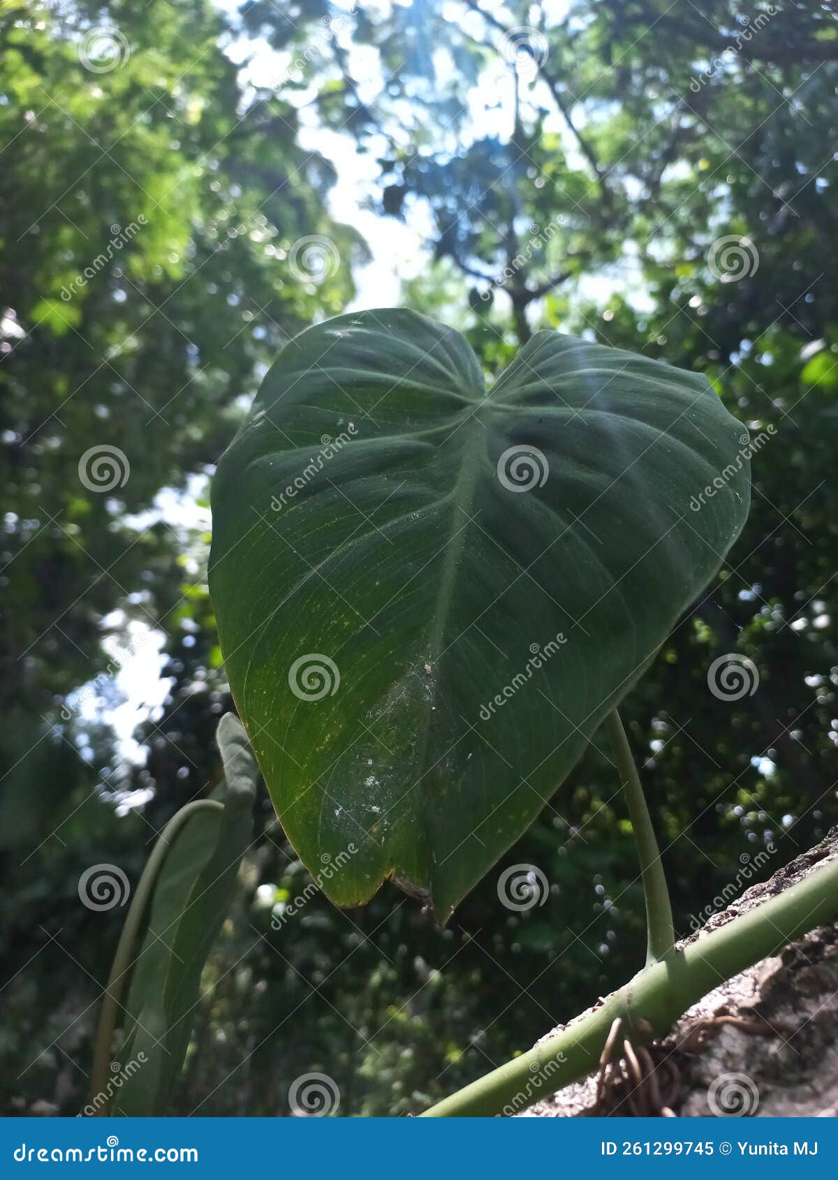 A Big Leave with High Tree View Stock Image - Image of flower, leaf ...