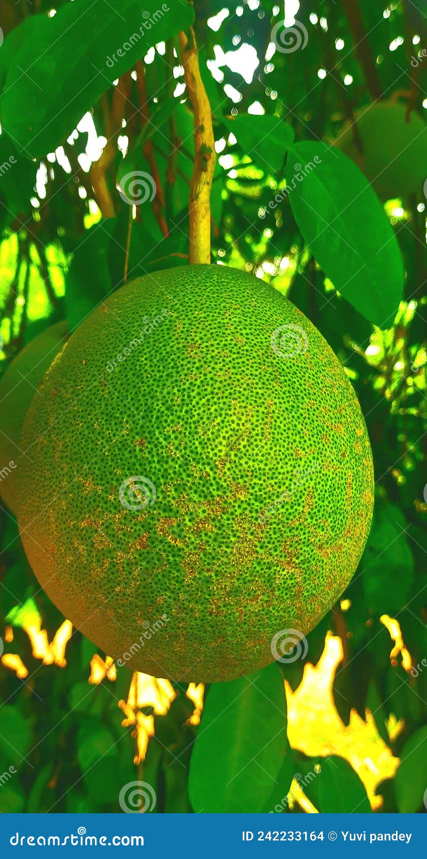 Big Lemon and stock photo. Image of plant, shrub, evergreen - 242233164