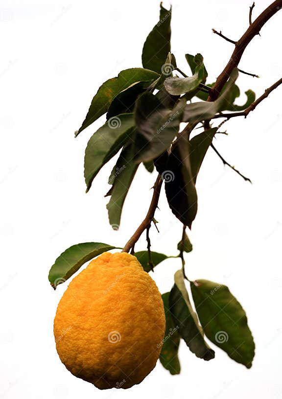 Big lemon fruit stock photo. Image of leaves, background - 18315106
