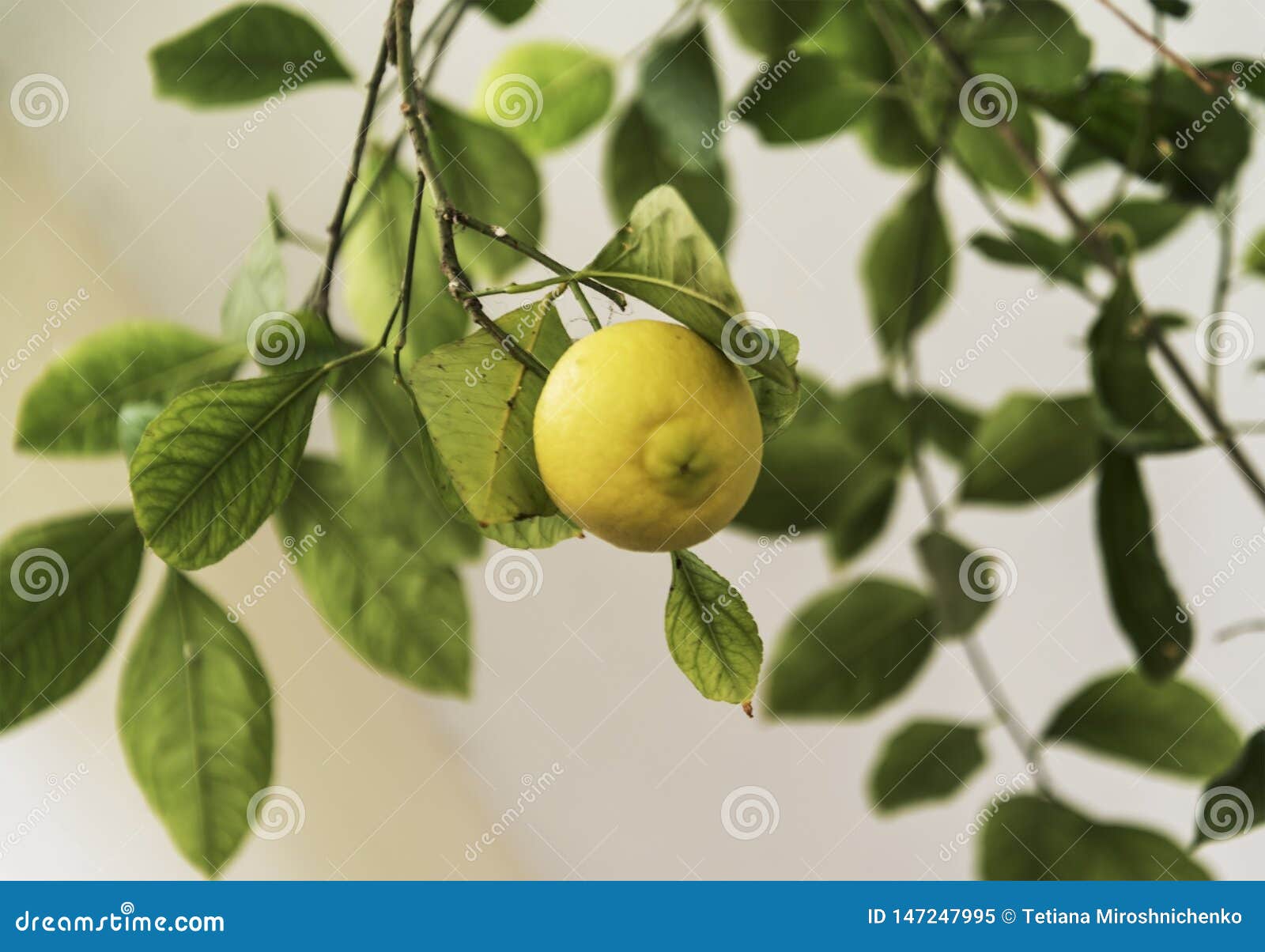 Big Lemon on Green Branch Close Up Stock Image - Image of organic ...
