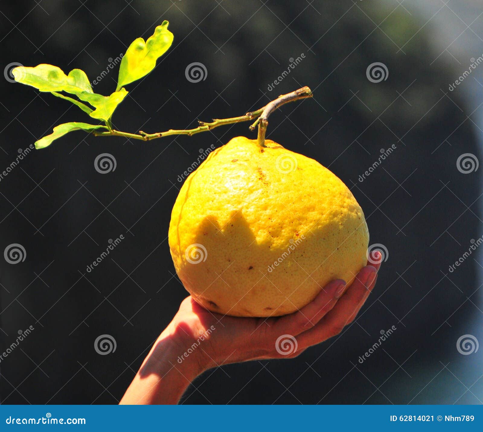 Big lemon in a hand stock image. Image of italy, fruit - 62814021