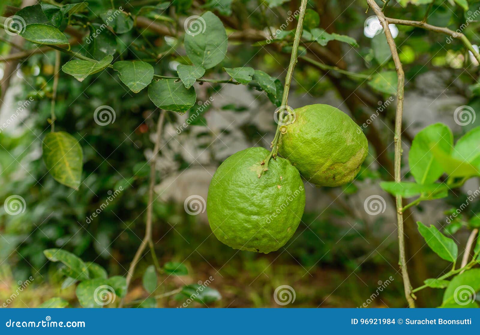 Big Lemon hanging on tree stock photo. Image of sour - 96921984
