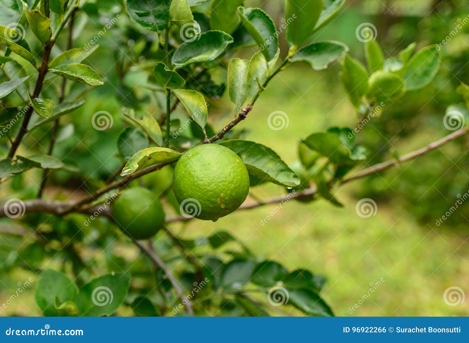 Big Lemon hanging on tree stock photo. Image of garden - 96922266
