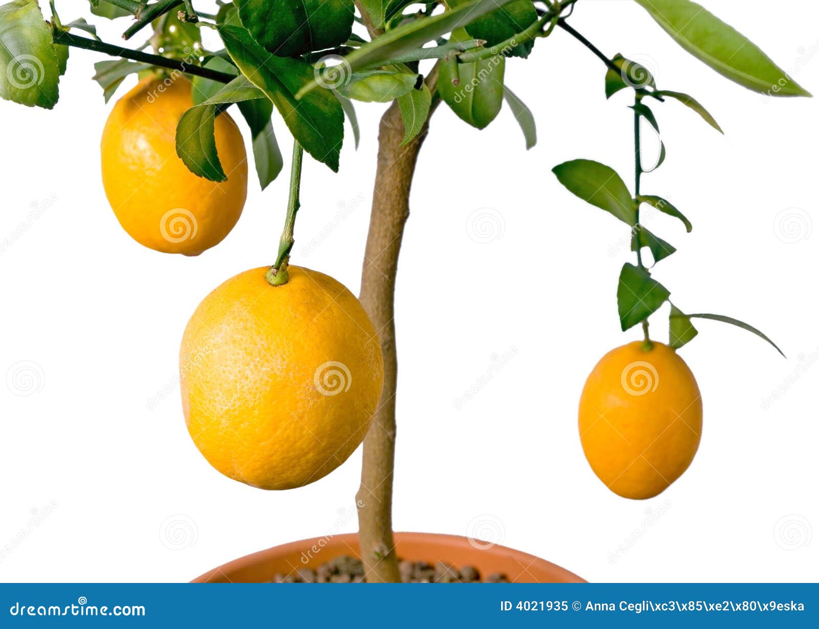 BIG lemon tree - isolated stock image. Image of planting - 4021935