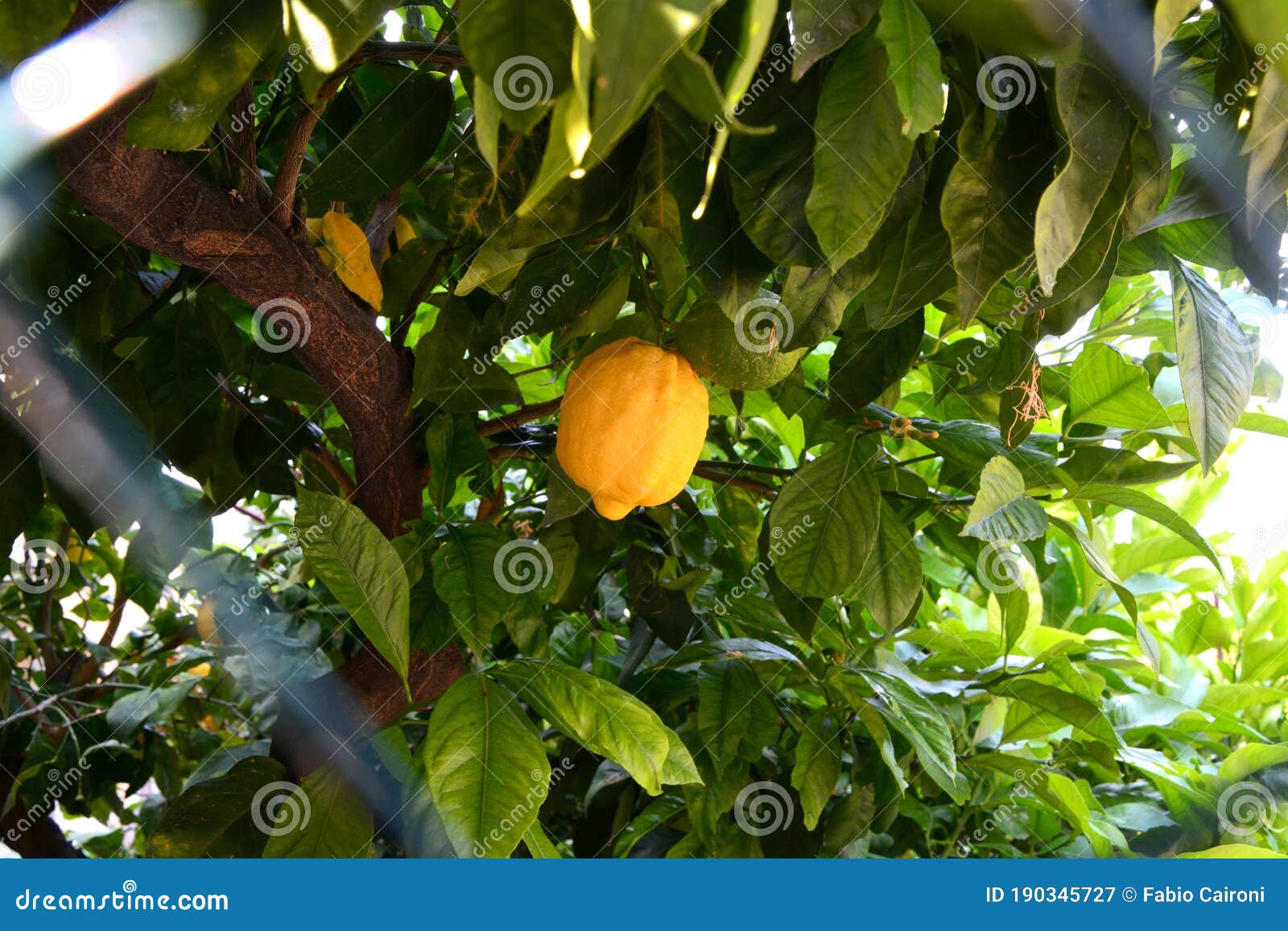 Big lemon stock image. Image of organic, yellow, food - 190345727