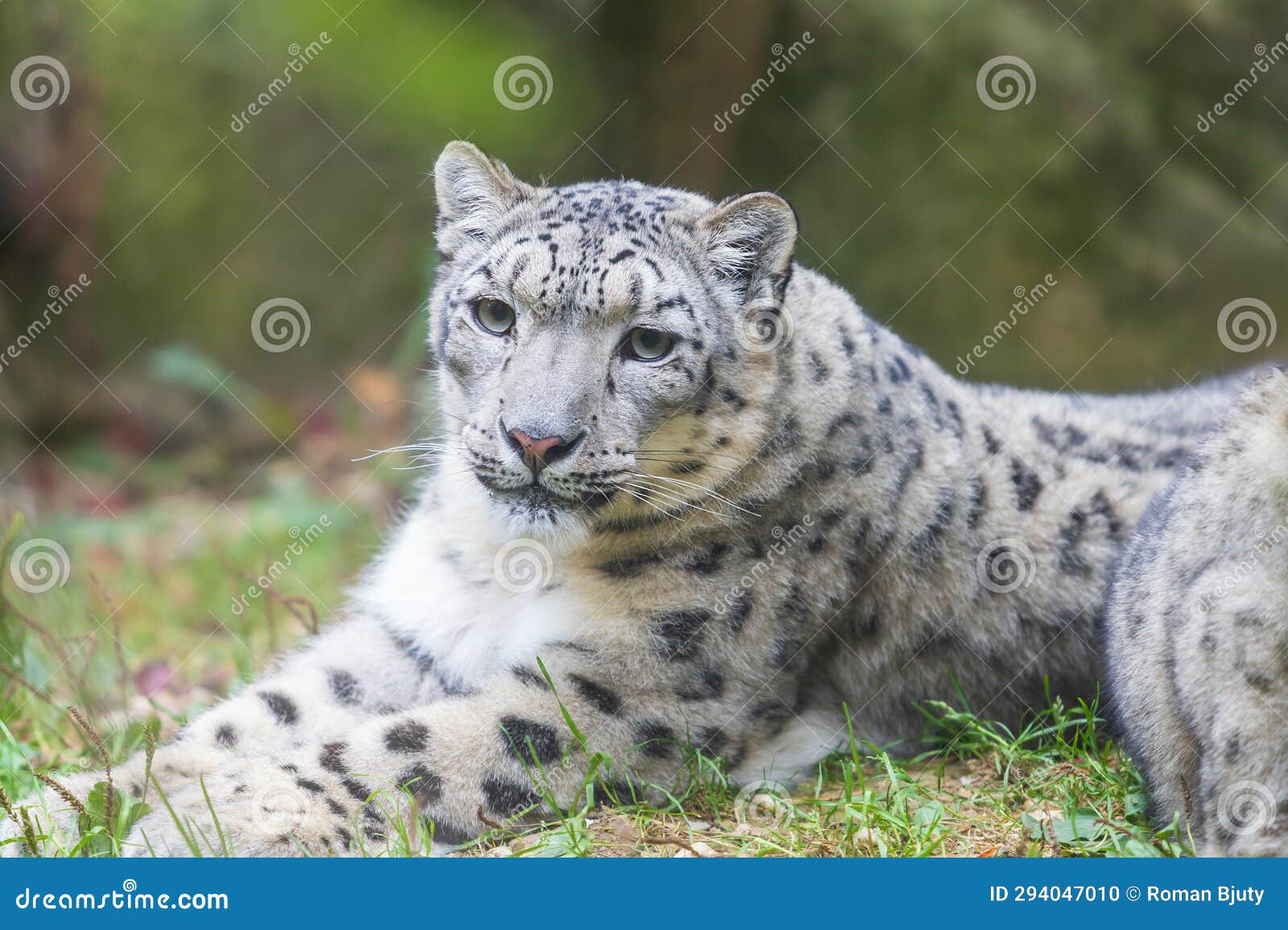 A Big Leopard-like Cat Irbis - Panthera Uncia is Lying Down and Resting ...