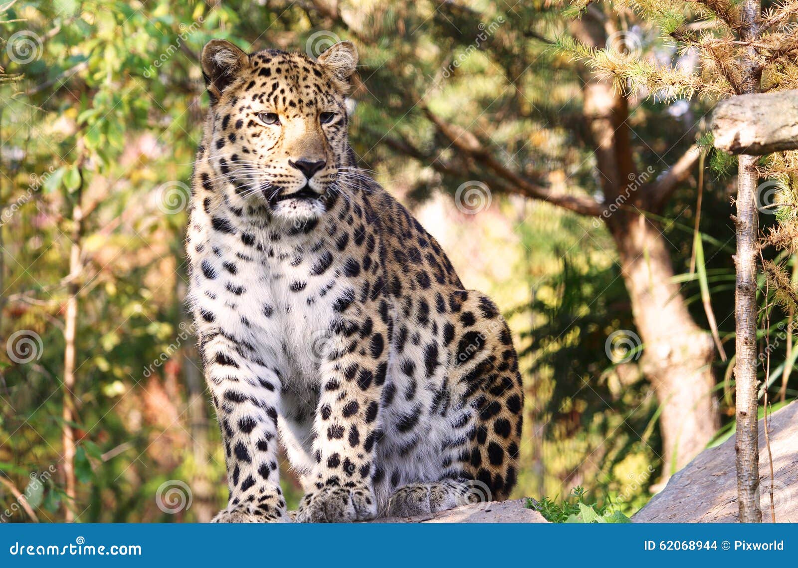 Big leopard stock photo. Image of standing, victim, family - 62068944
