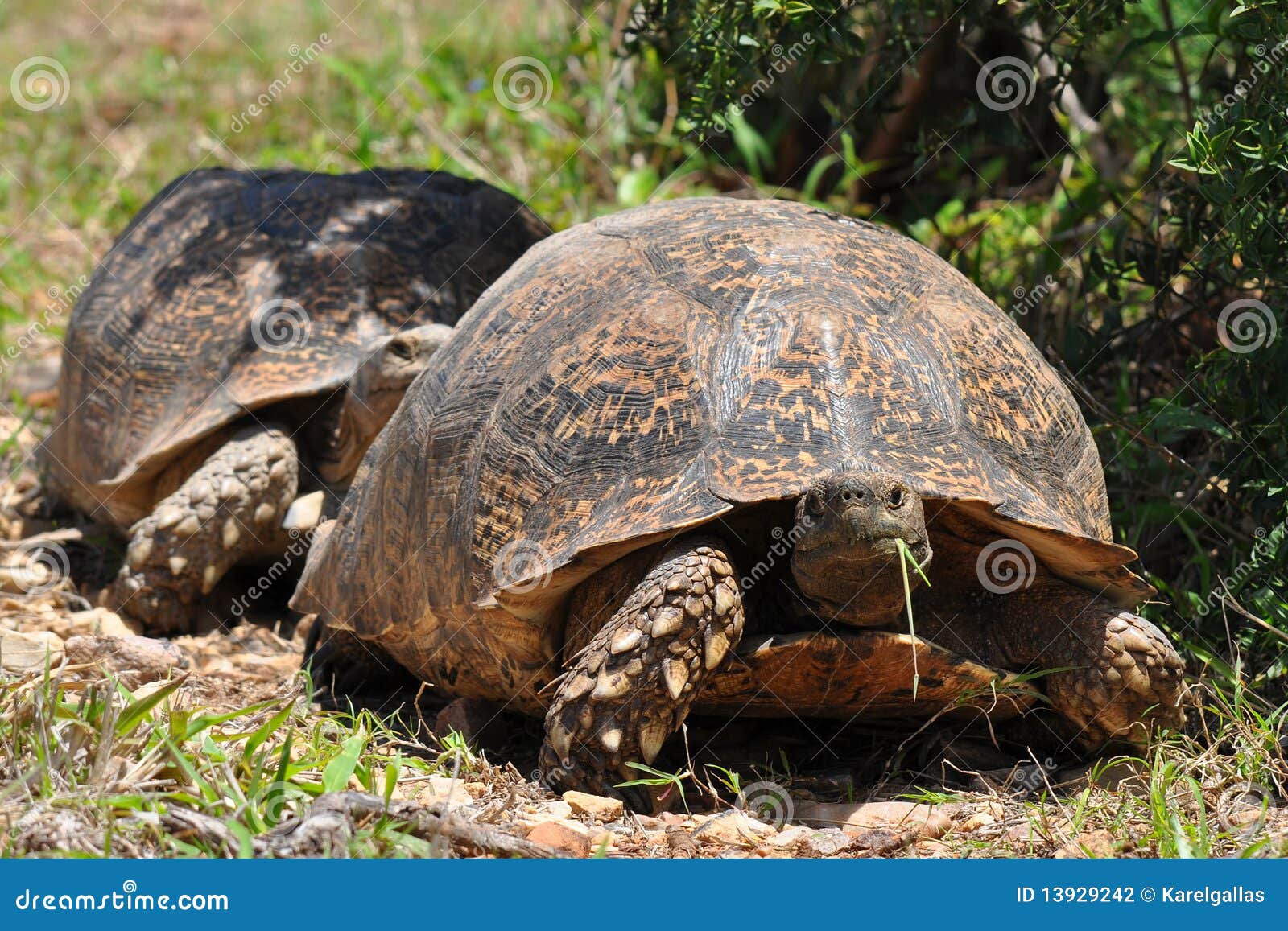 Big leopard tortoise stock photo. Image of tortoise, leopard - 13929242