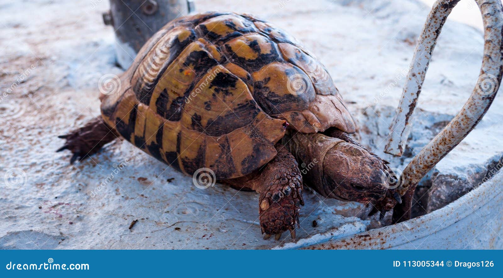 Big leopard tortoise stock photo. Image of depth, horizontal - 113005344