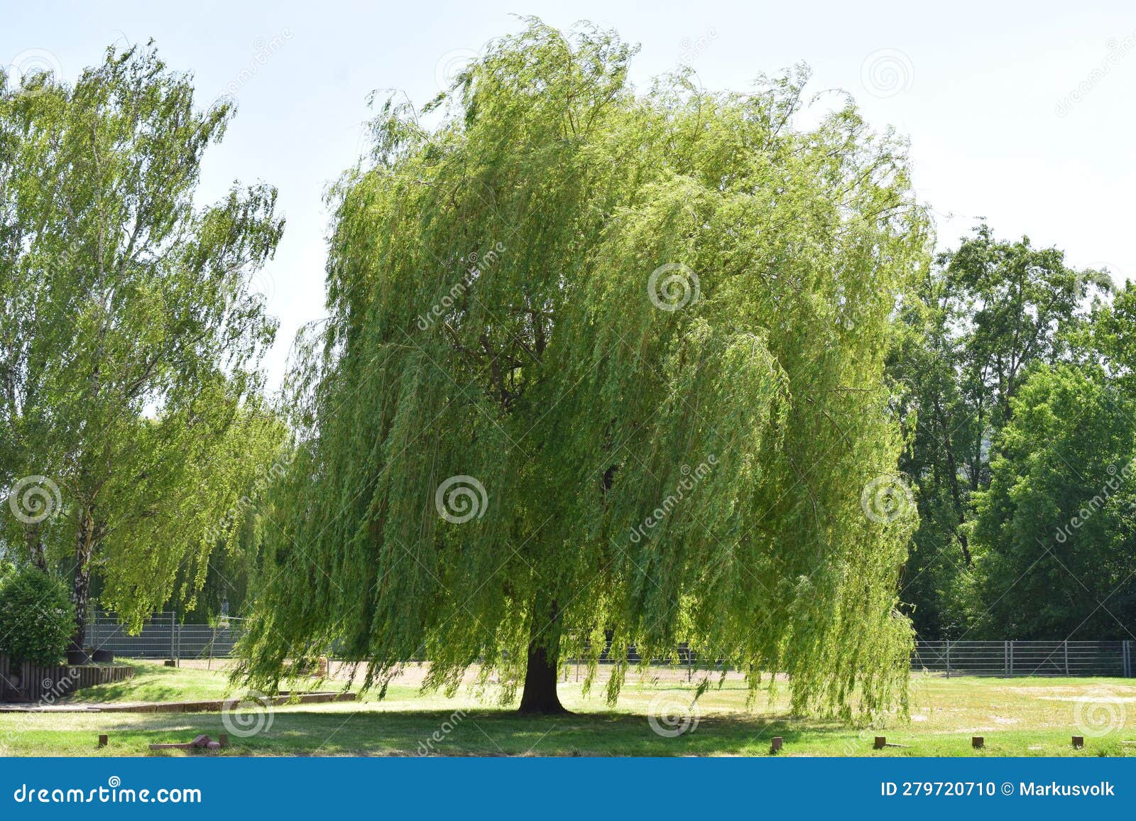 Big Light Green Tree stock photo. Image of timber, green - 279720710