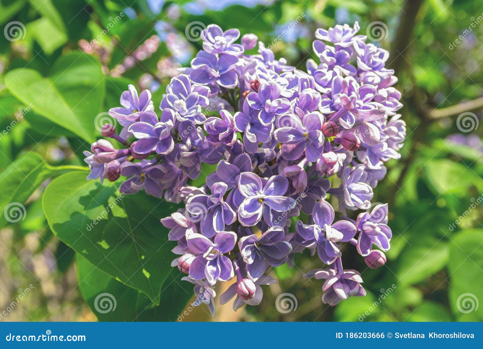 Big Lilac Flower. Lilacs Bloom in Early Summer Stock Photo - Image of ...