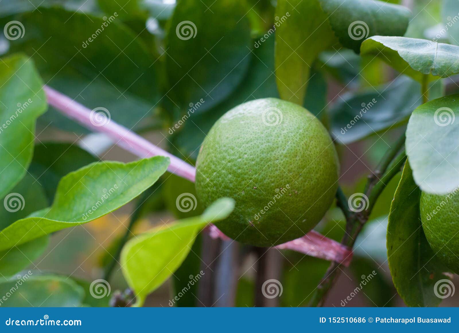 Big Lime Hanging on Its Branch in the Lime Garden Stock Photo - Image ...