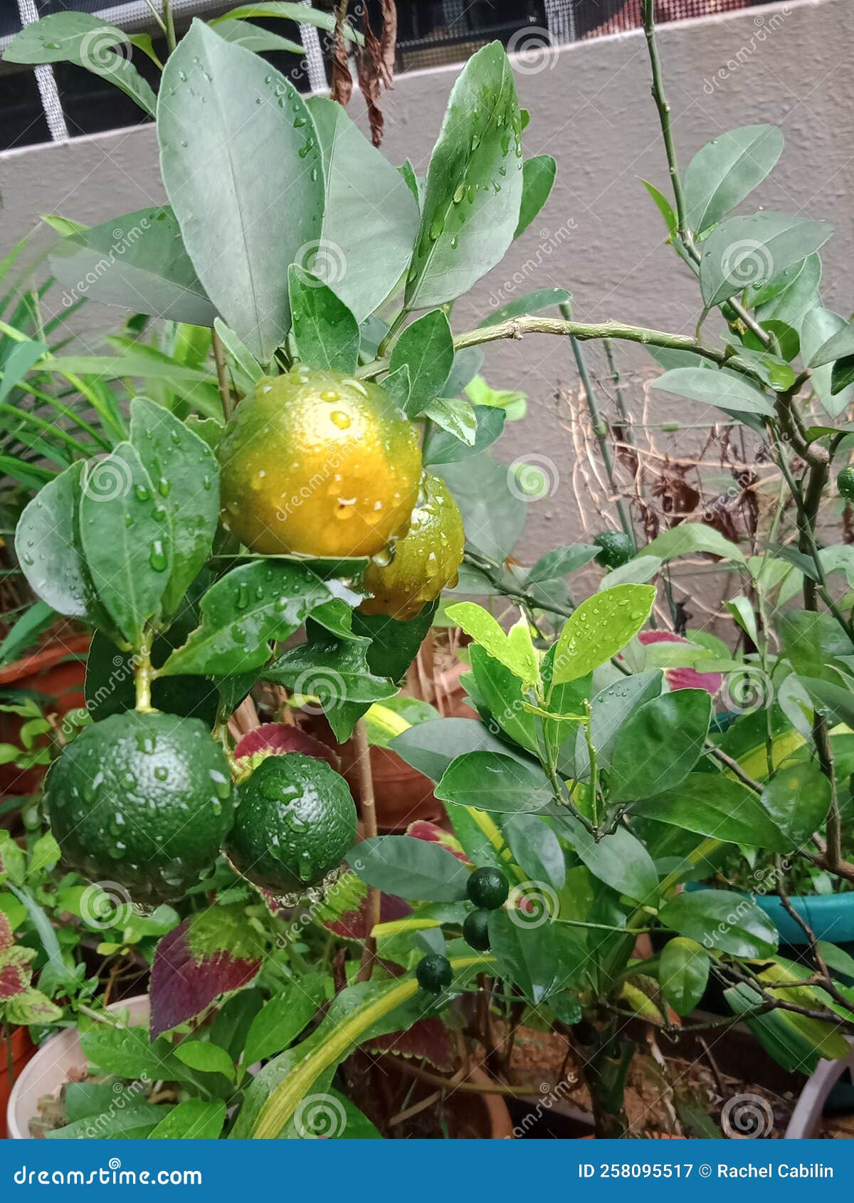 Big limes stock image. Image of berry, vegetables, garden - 258095517