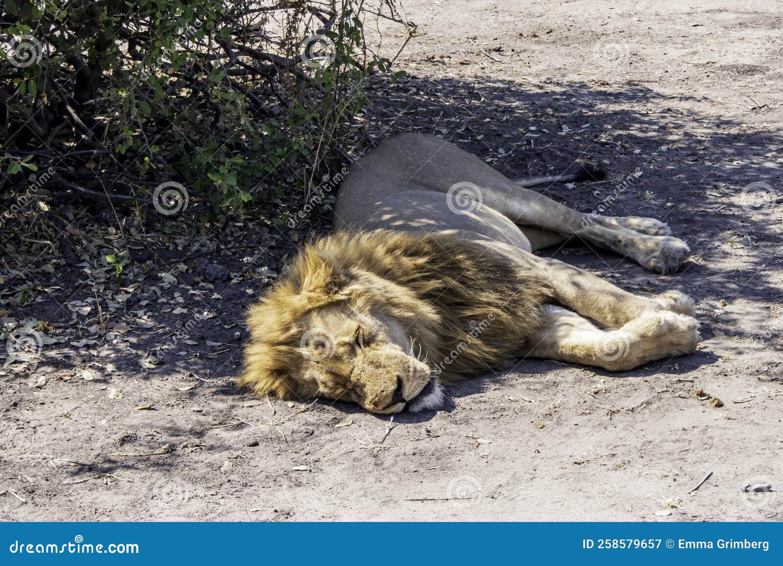 Big Lion Close-up Resting in the Shade during the Midday Heat Stock ...