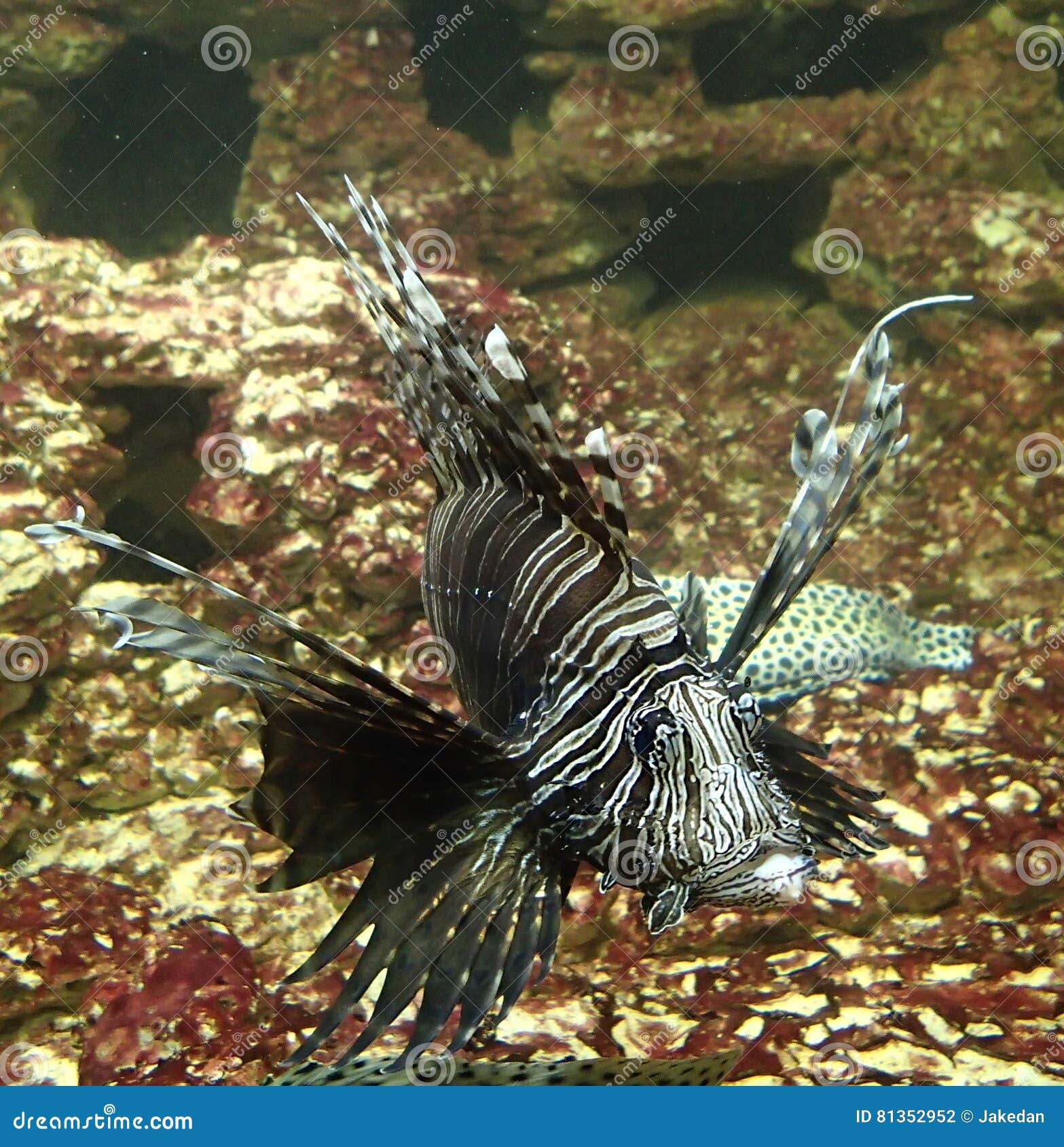 Big lion fish stock photo. Image of fauna, nature, marine - 81352952