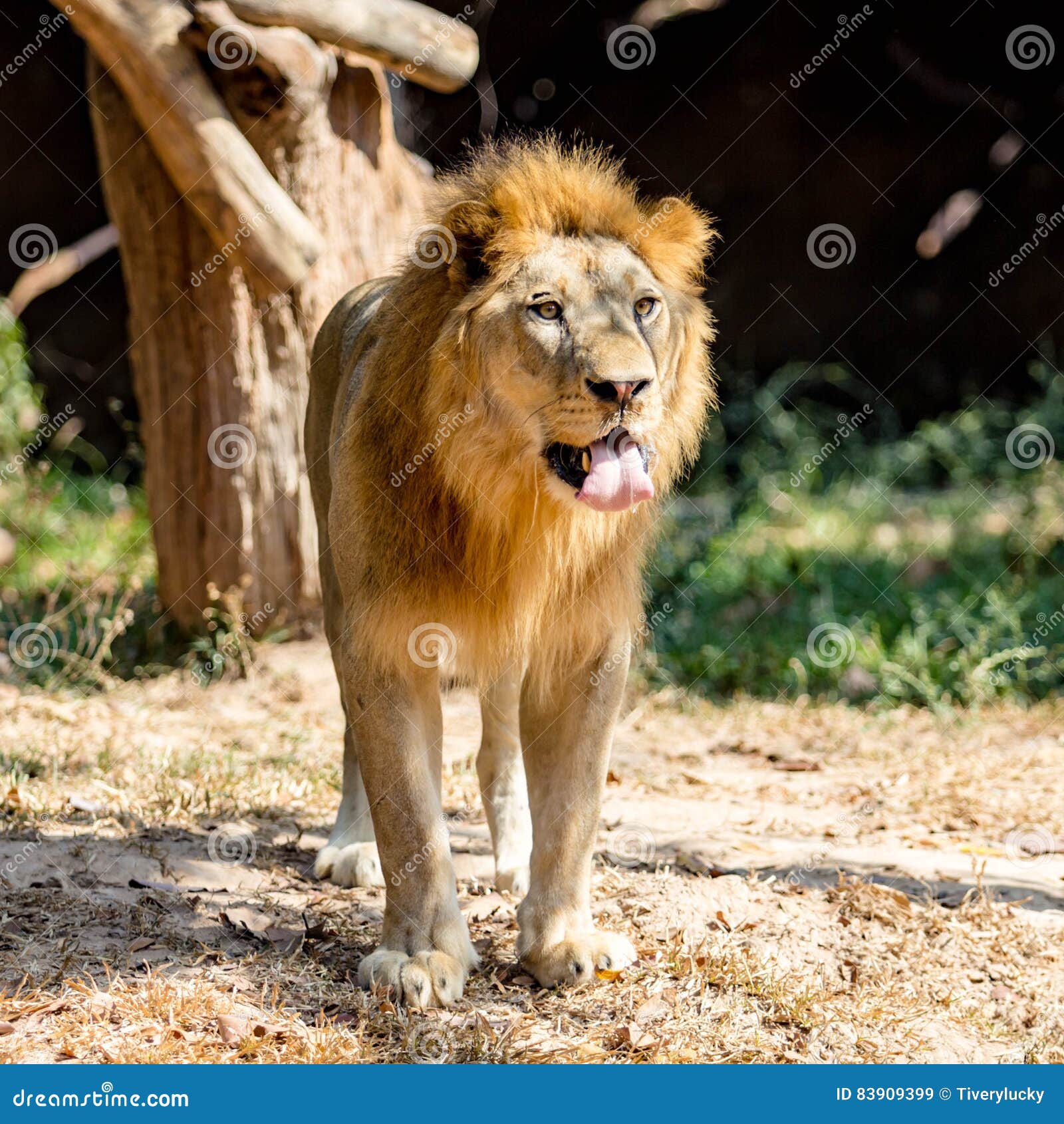 Big lion stock image. Image of looking, adult, tree, wildlife - 83909399