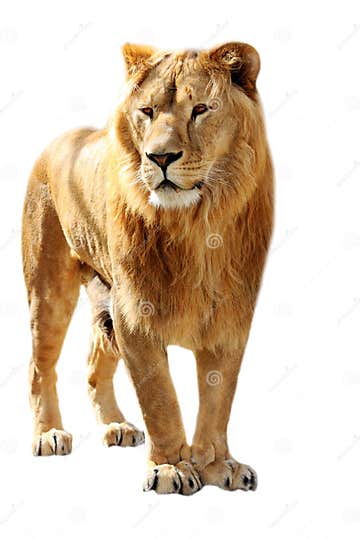 Big lion isolated stands stock image. Image of carnivore - 11515433