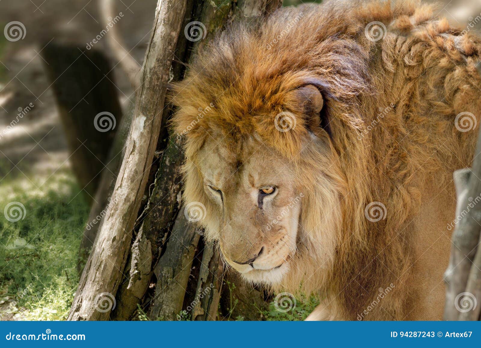 Big Lion Peeking Out from Behind a Tree Stock Image - Image of leader ...