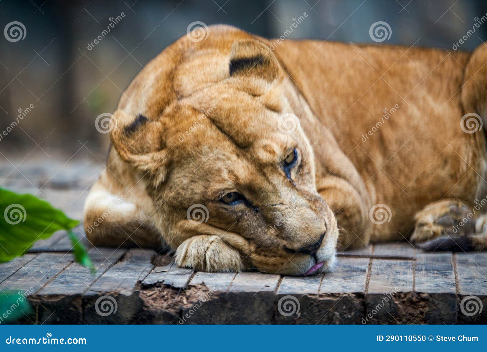A Big Lion Sleeping, Animal Beast Stock Photo - Image of mane, resting ...