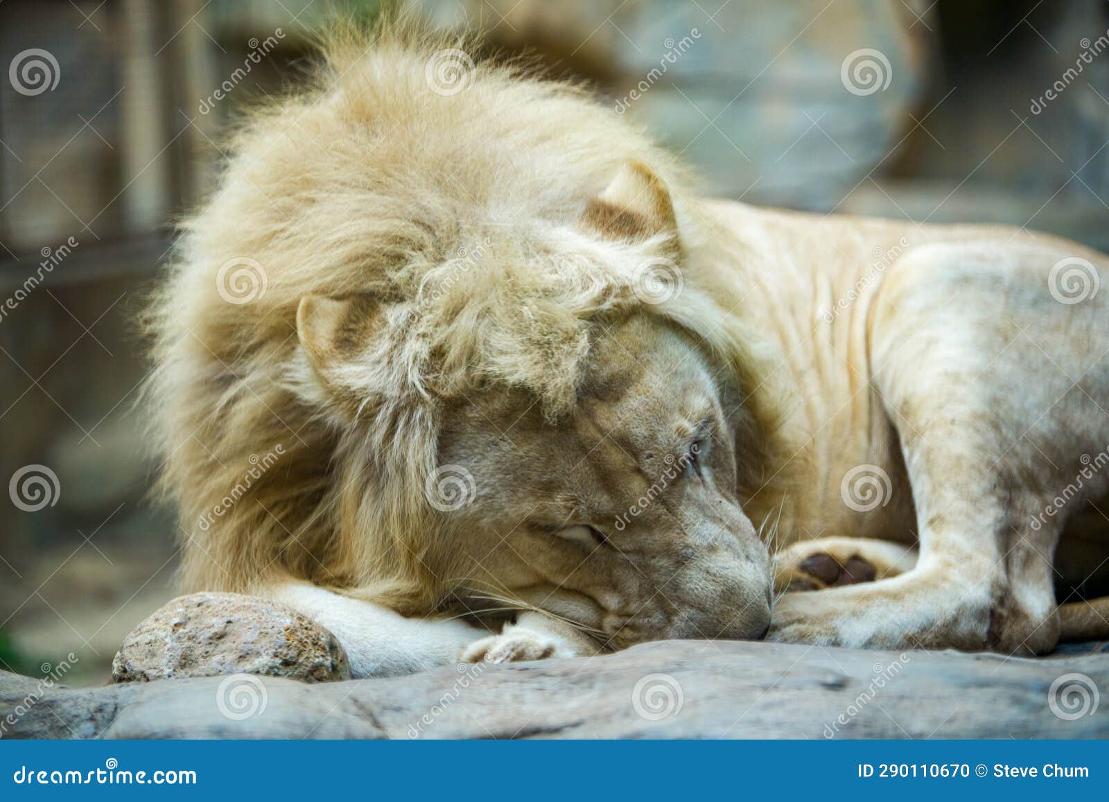 A Big Lion Sleeping, Animal Beast Stock Photo - Image of young, theme ...