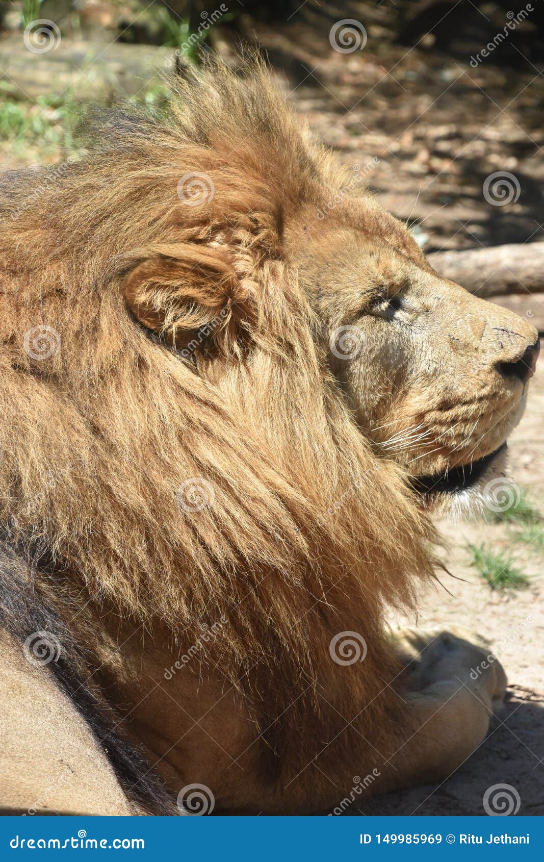 A Big Lion stock image. Image of danger, male, panthera - 149985969