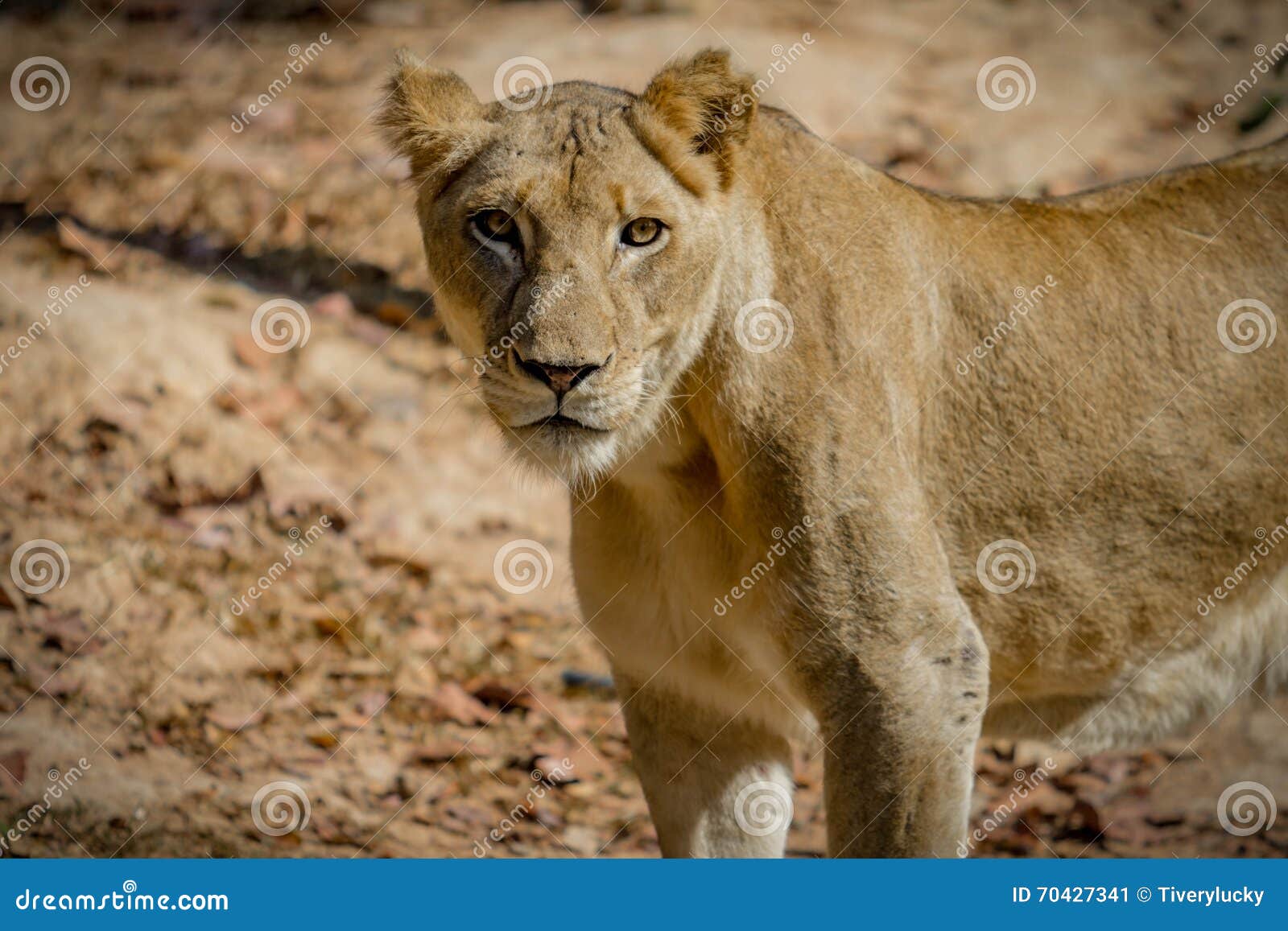 Big lion stock image. Image of large, looking, species - 70427341