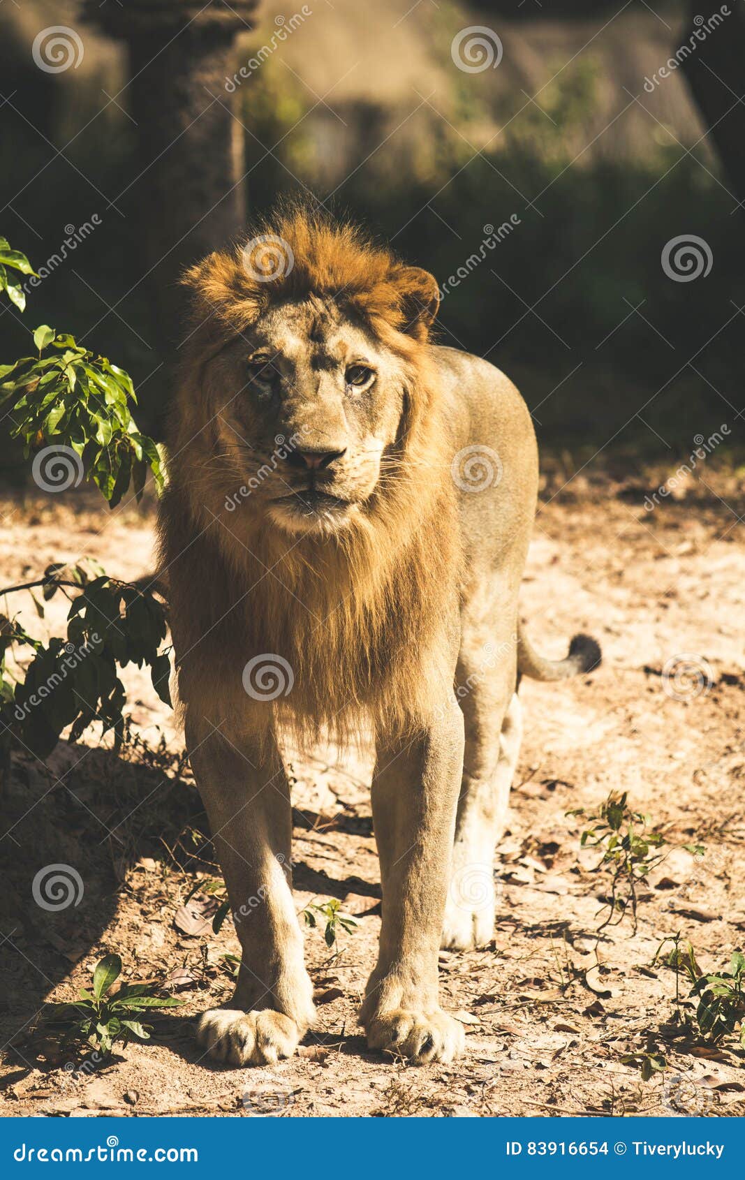 Big lion stock photo. Image of majestic, pride, lion - 83916654