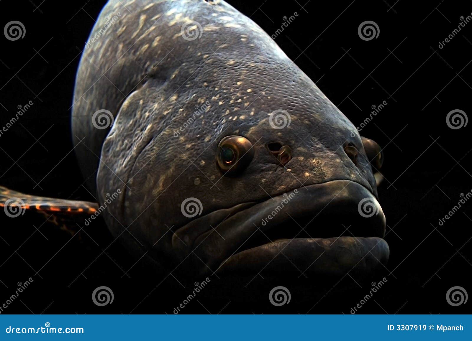 Big Lips Fish stock image. Image of berlin, fish, monster - 3307919