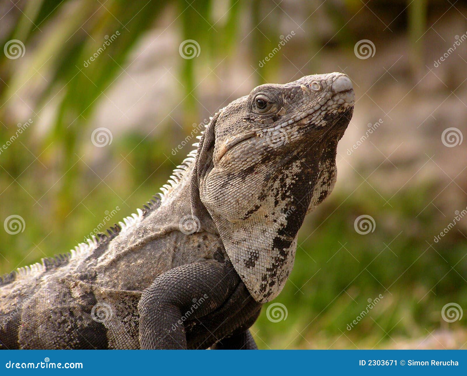 Big Lizard Picture. Image: 2303671
