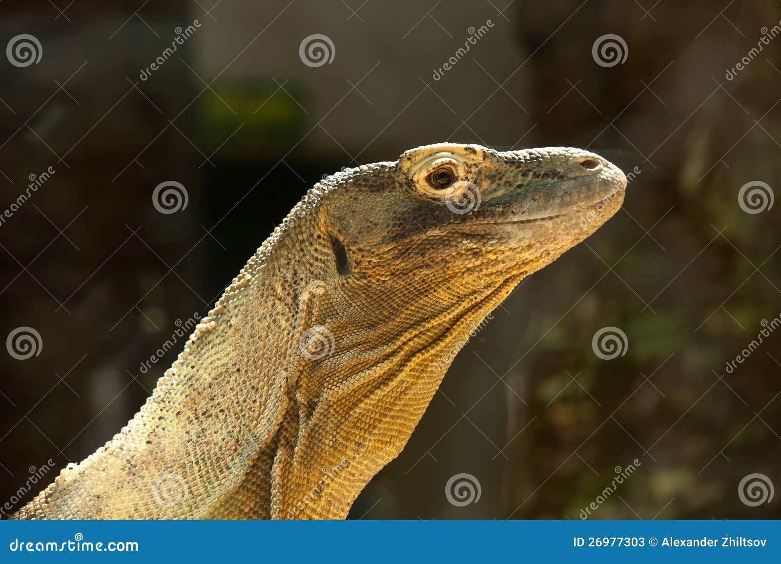 Big lizard stock image. Image of lizard, beast, nature - 26977303