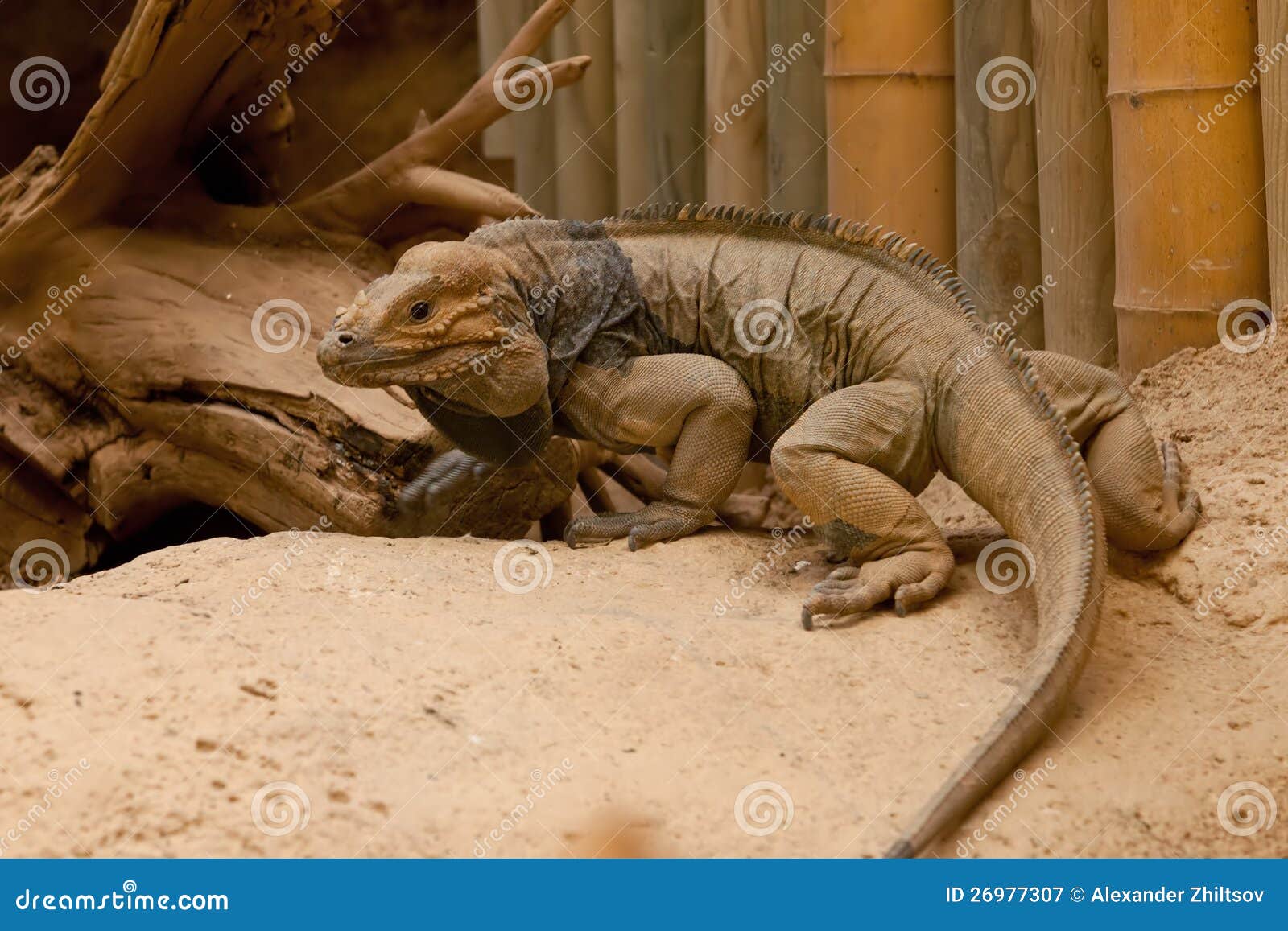 Big lizard stock image. Image of carnivore, tail, wildlife - 26977307