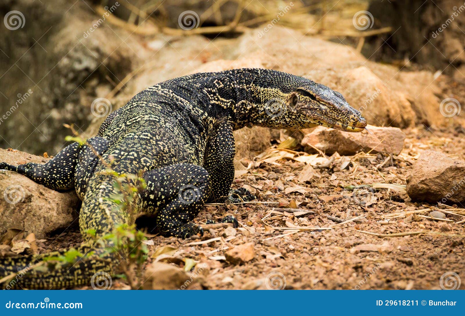 Big Lizard stock image. Image of wild, lizard, animal - 29618211