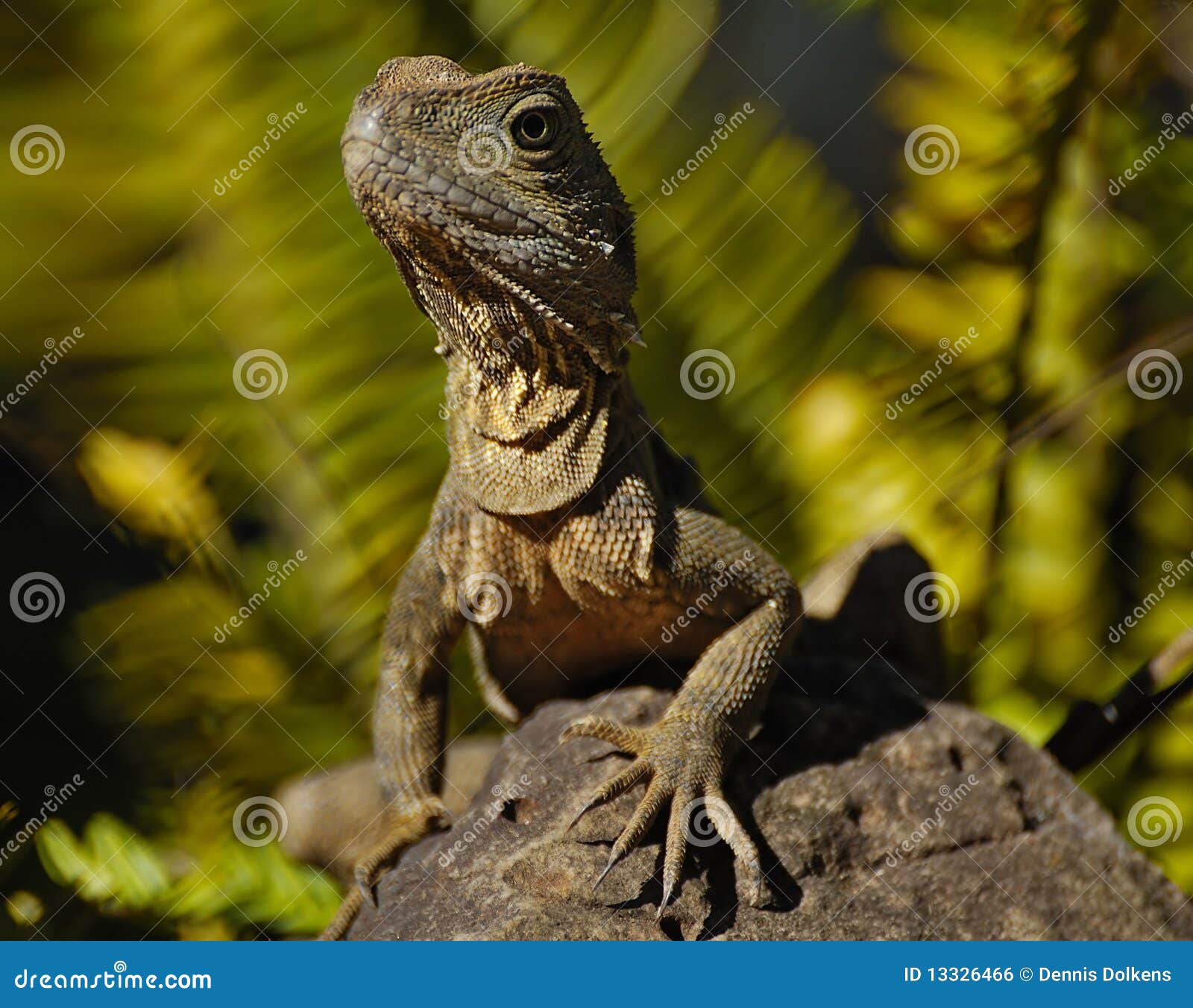 Big Lizard in Australia stock photo. Image of australia - 13326466