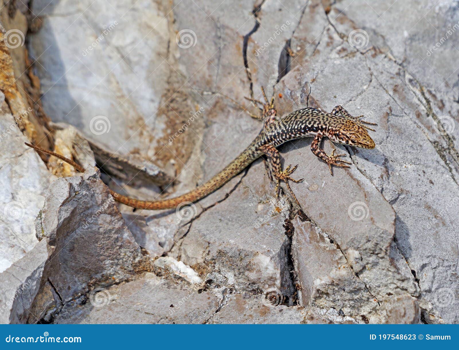 Lizard basking in the sun stock image. Image of climate - 197548623