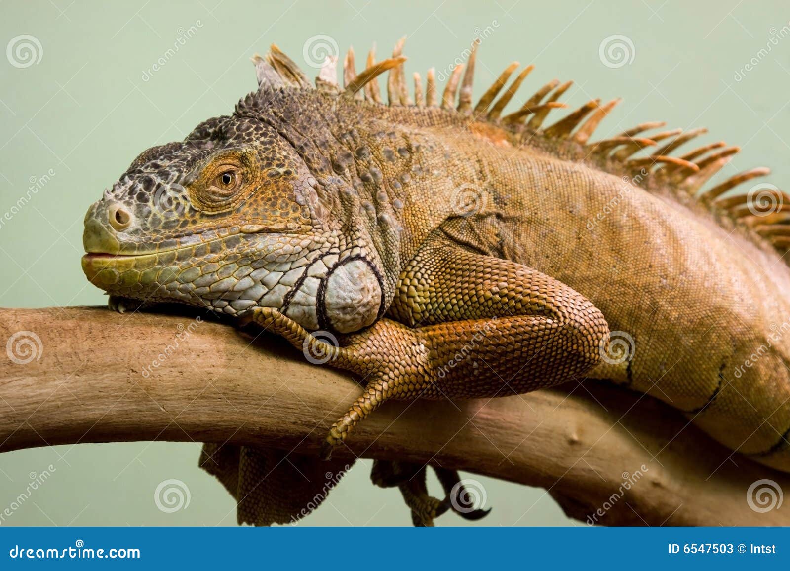 Big lizard on branch stock image. Image of background - 6547503