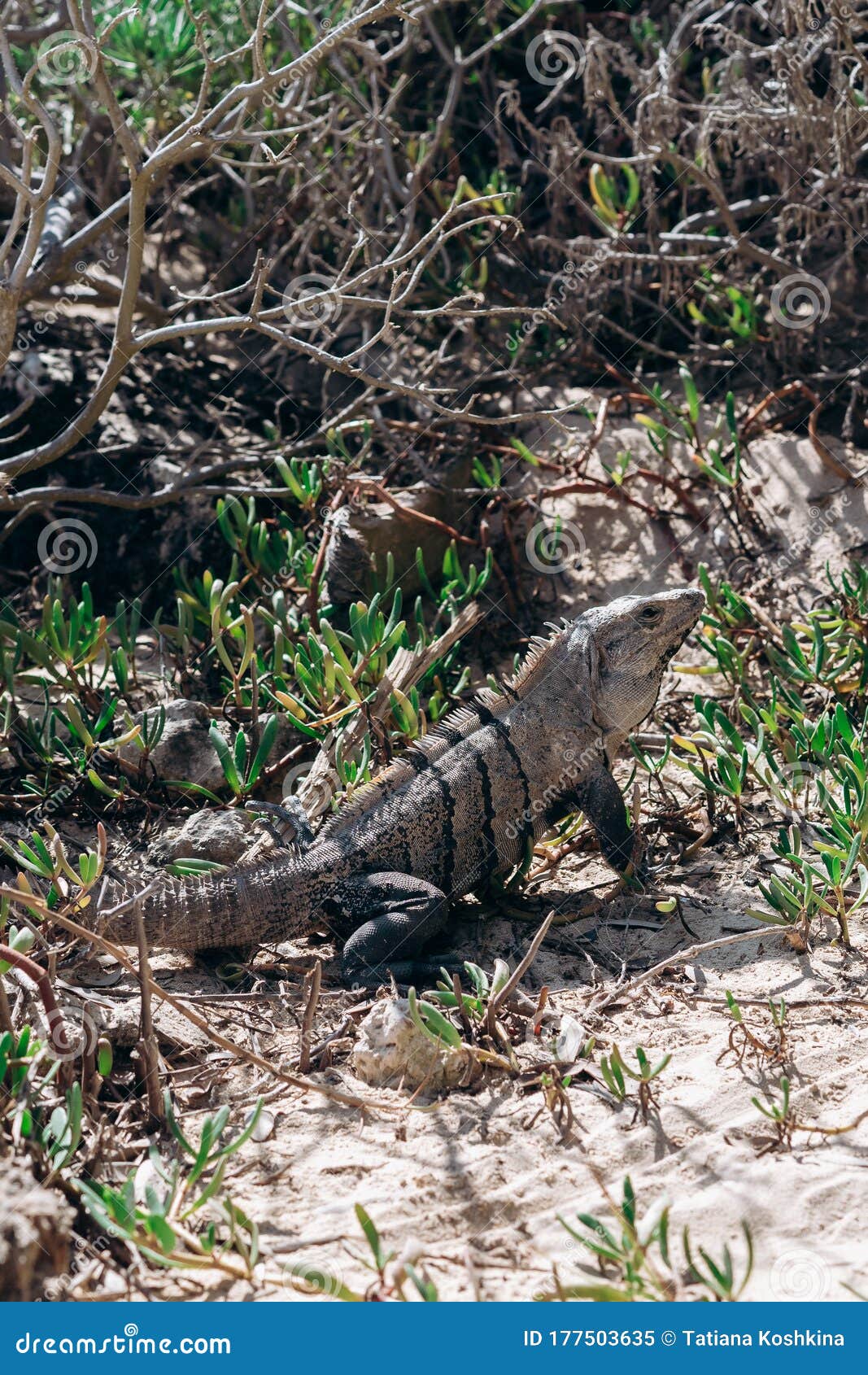 Big Lizard Close-up among the Jungle of Mexico Stock Image - Image of ...