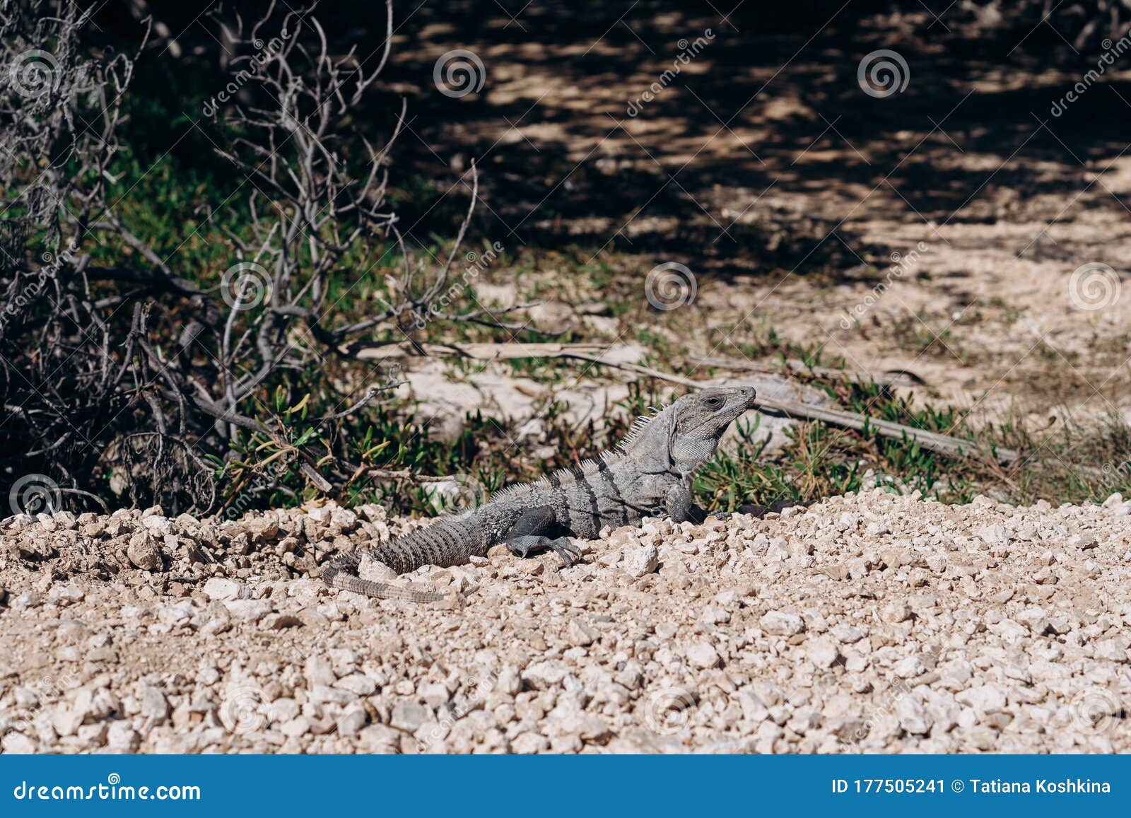 Big Lizard Close-up among the Jungle of Mexico Stock Image - Image of ...