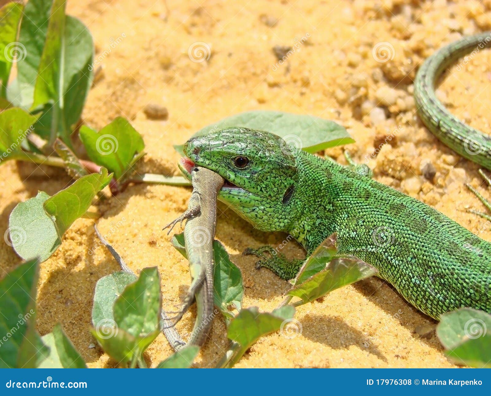 The Big Lizard Eats a Small Lizard Stock Photo - Image of lizard ...