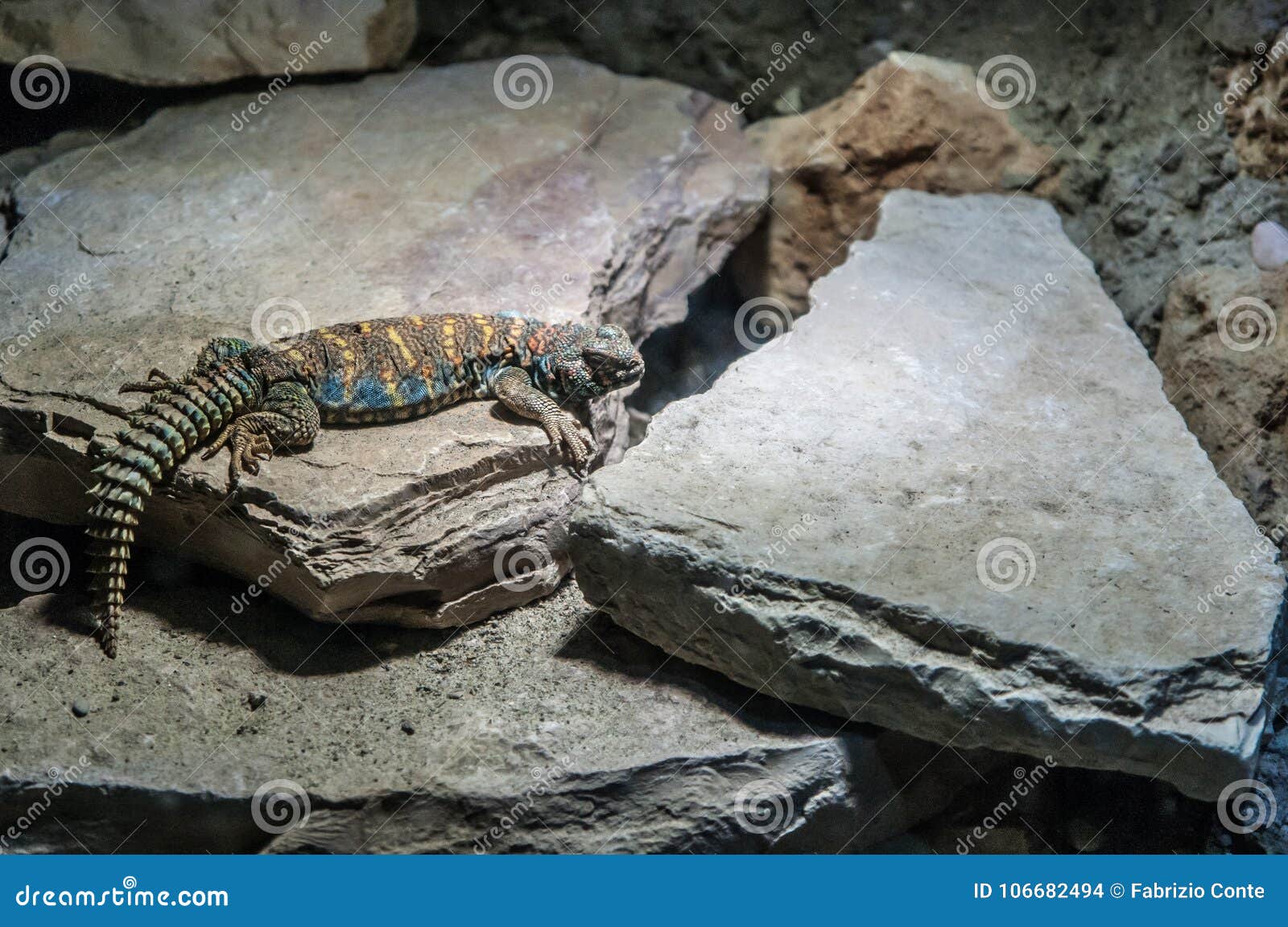 Big lizard, forest lizard stock photo. Image of blooded - 106682494