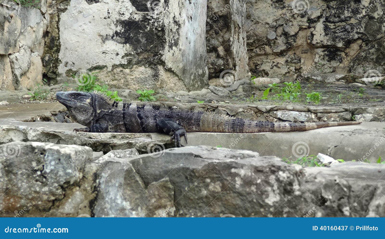 Big lizard stock image. Image of reptile, resting, creature - 40160437