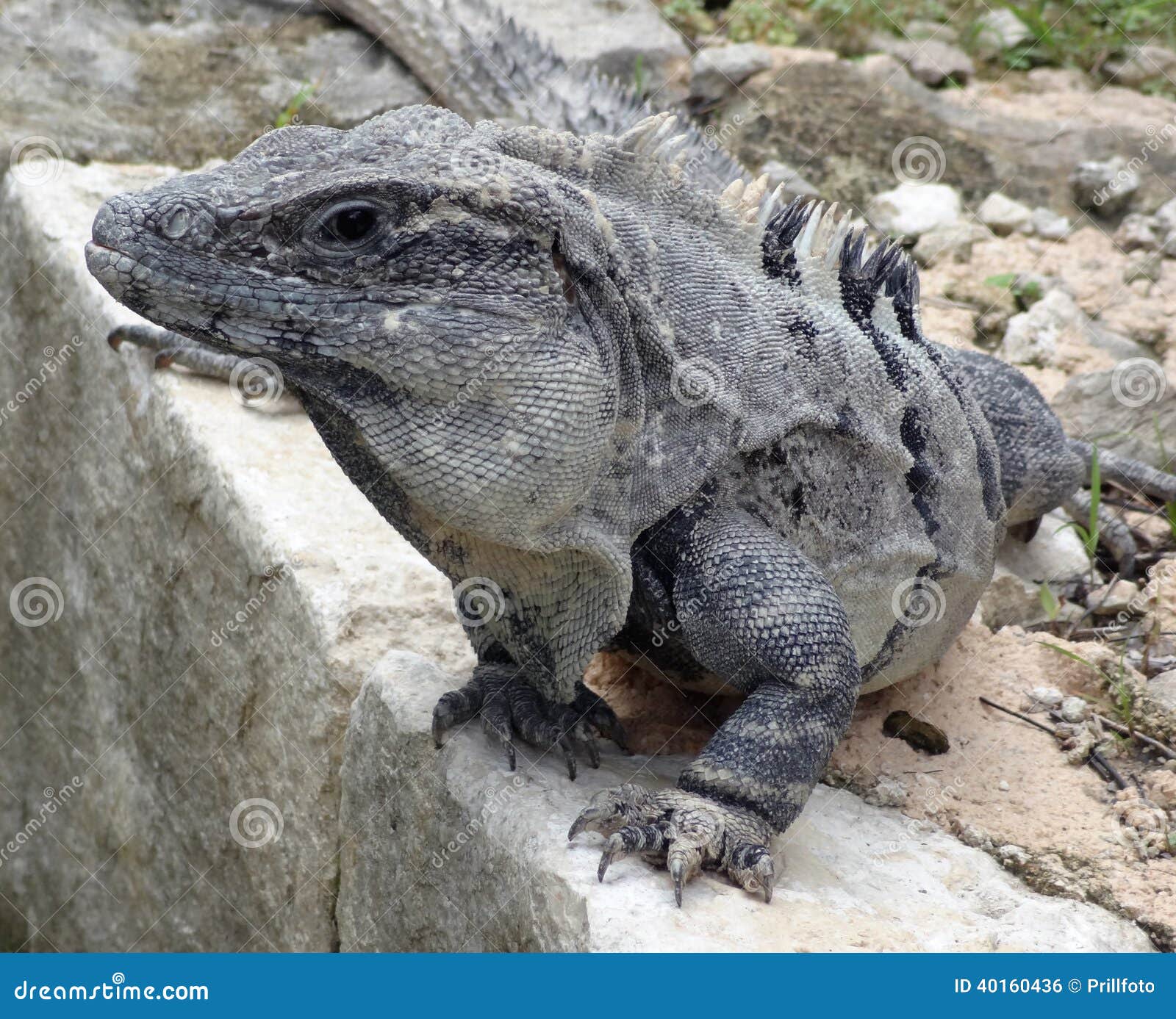 Big lizard portrait stock photo. Image of countryside - 40160436