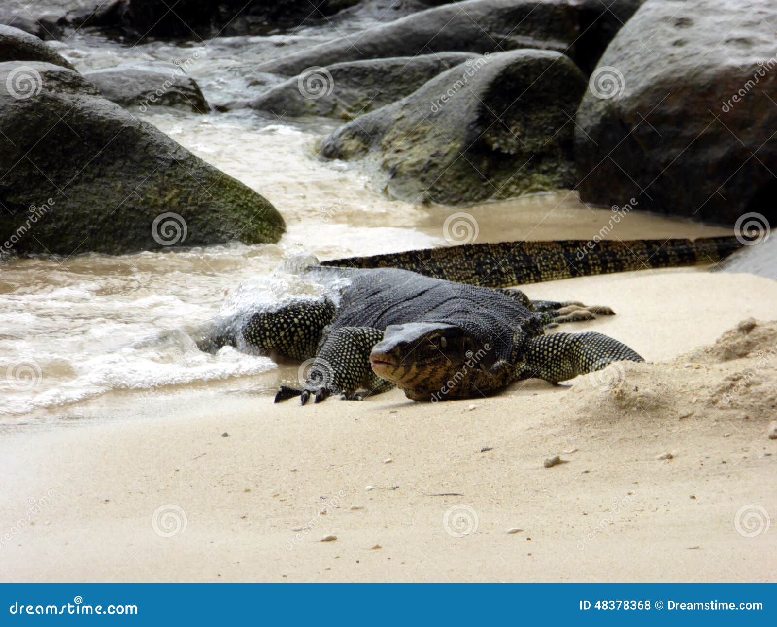 Big Lizard in Sapi Island stock photo. Image of borneo - 48378368