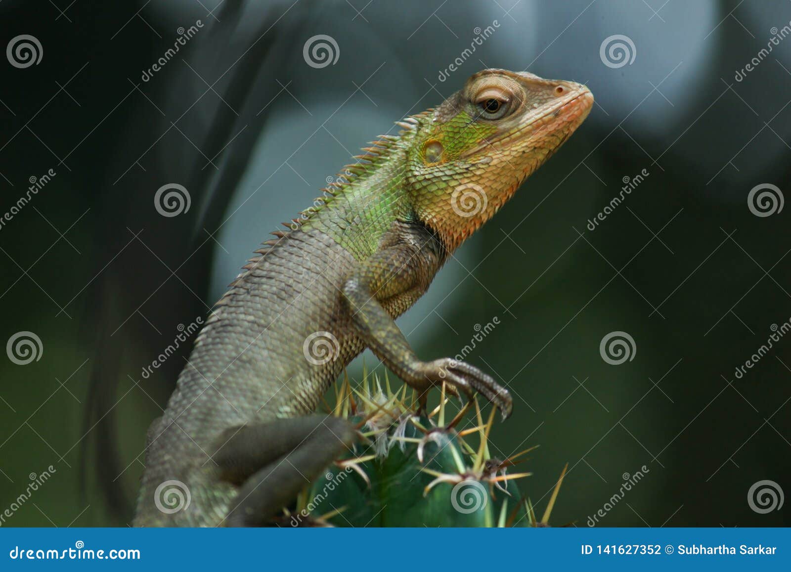 A Big Lizard Sitting on a Cactus Stock Photo - Image of fauna, leaf ...