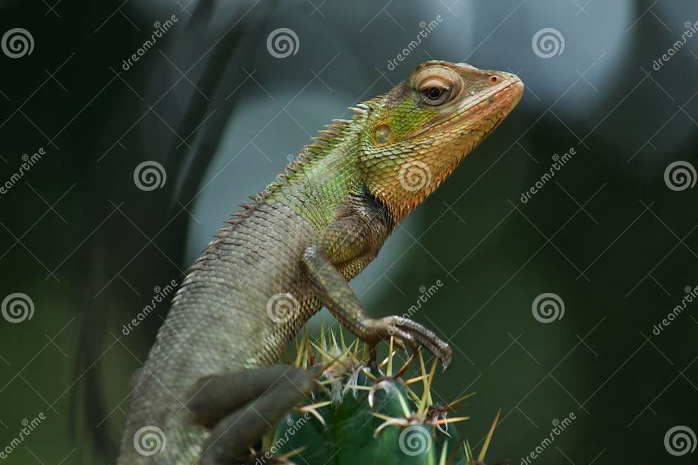 A Big Lizard Sitting on a Cactus Stock Photo - Image of fauna, leaf ...