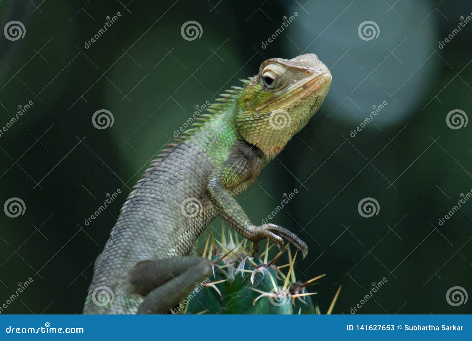 A Big Lizard Sitting on a Cactus Stock Image - Image of living, bushes ...